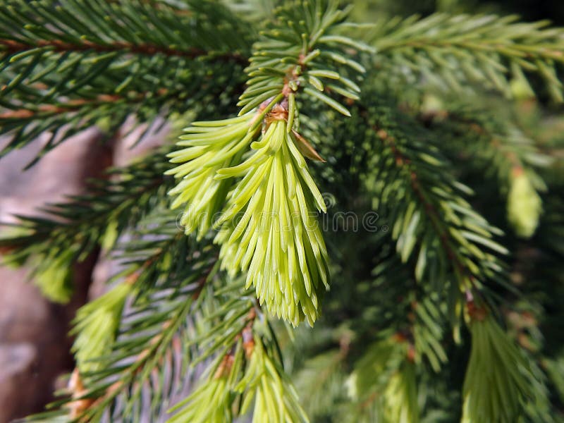 Green twig spruce stock photo. Image of color, background - 89267654