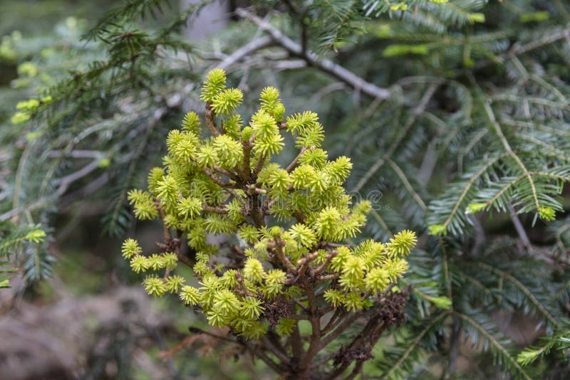 Green Spruce Twig with Young Tender Lettuce-colored Shoots on a Blurred ...