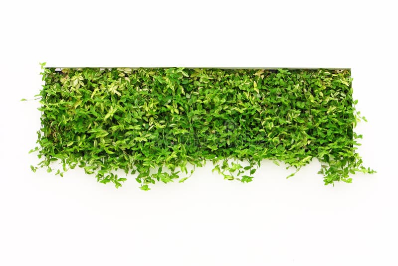 Green square stock image. Image of natural, square, green - 25125737