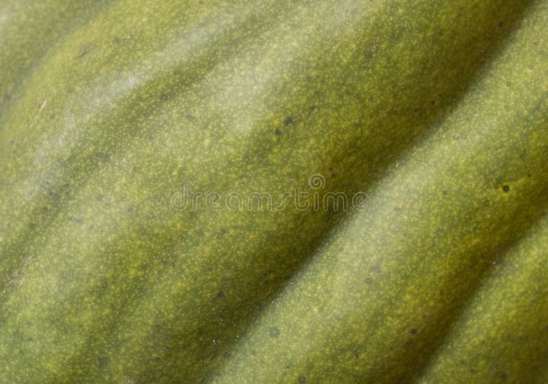 Green squash background stock photo. Image of texture - 35209386