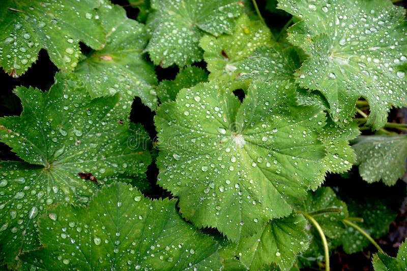 Green Squash Leaves Decorated with Patterns of Rain Drops Stock Photo ...