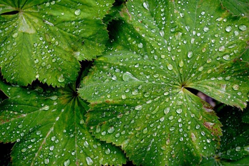 Green Squash Leaves Decorated with Patterns of Rain Drops Stock Photo ...