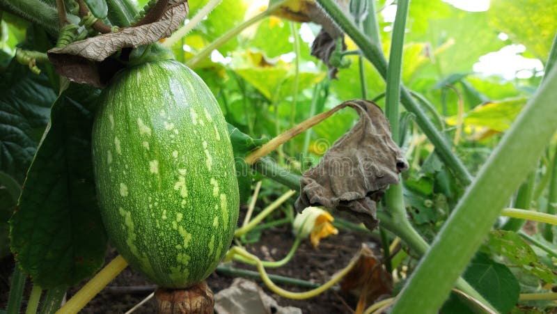 Green Squash Small in the Vegetable Garden in Summer Stock Photo ...