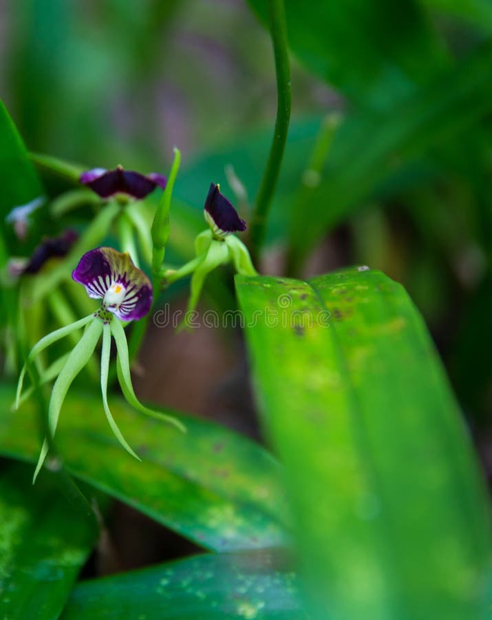 Green Squid Orchid stock photo. Image of national, encyclia - 291027954