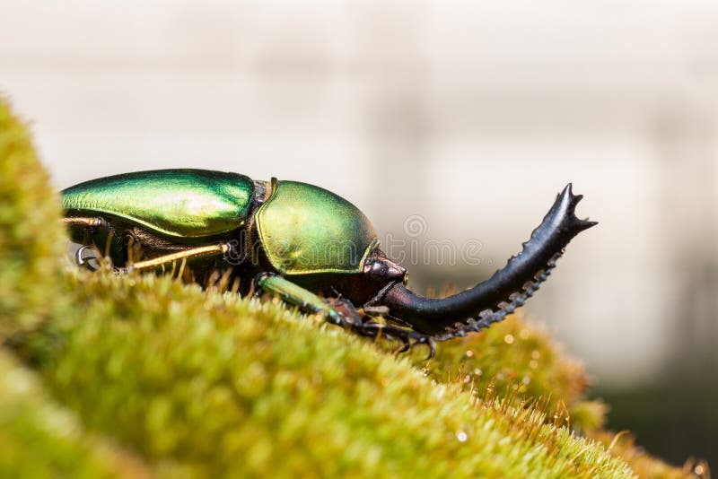 Green Stag Beetle Lamprima Adolphinae on Banana. Breeding Beetles Stock ...