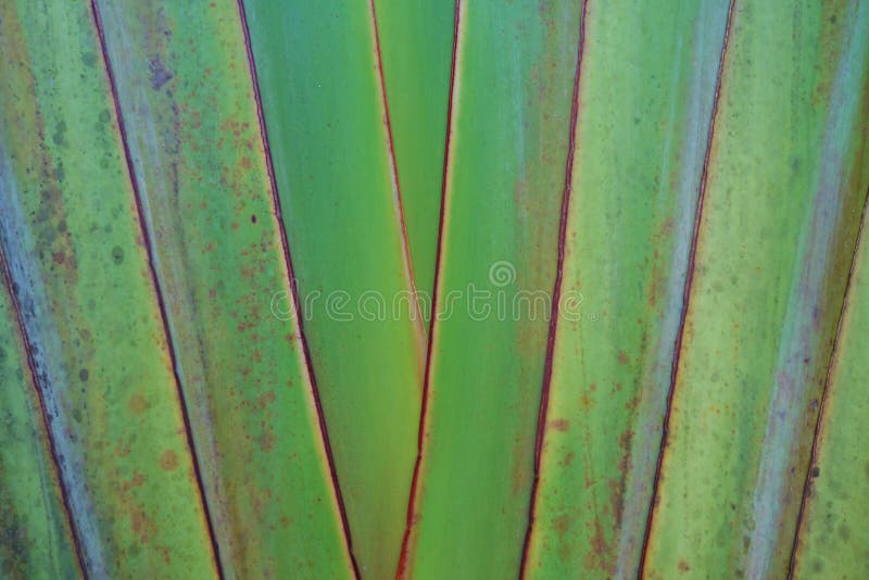 Green stalk stock image. Image of growth, green, east - 13151545