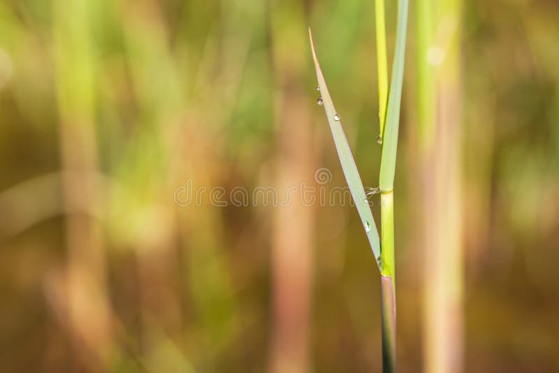 Green Stalk of Tall Grass. There are Drops of Water on the Leaves Stock ...