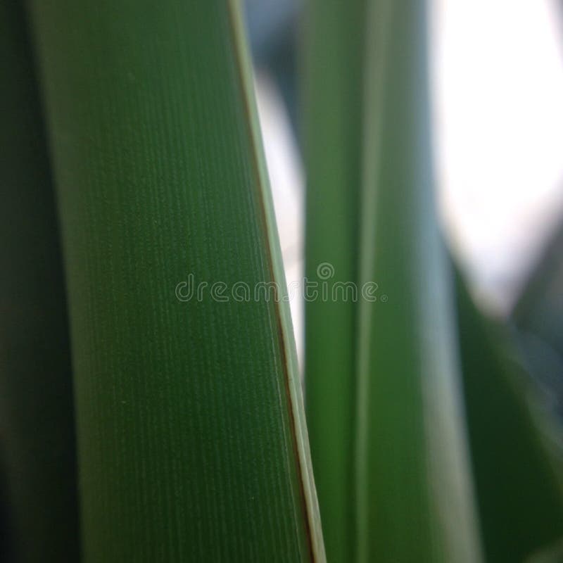 Green stalk stock image. Image of stalk, vertical, green - 53219231