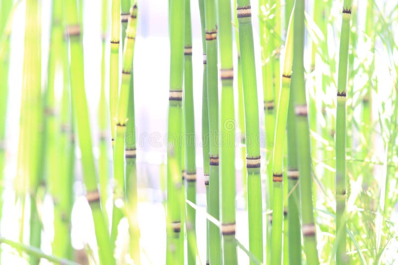 Green stalks stock image. Image of stalks, bamboo, stem - 25920455