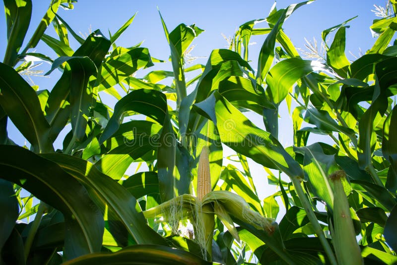 Green Stalks and Heads of Silage Corn in the Field Stock Photo - Image ...