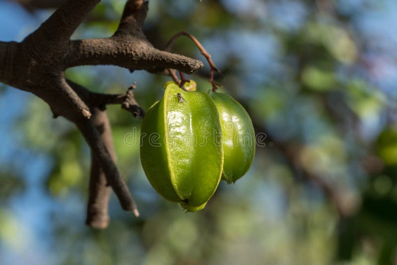 Green star apple on branch stock photo. Image of tree - 105326780