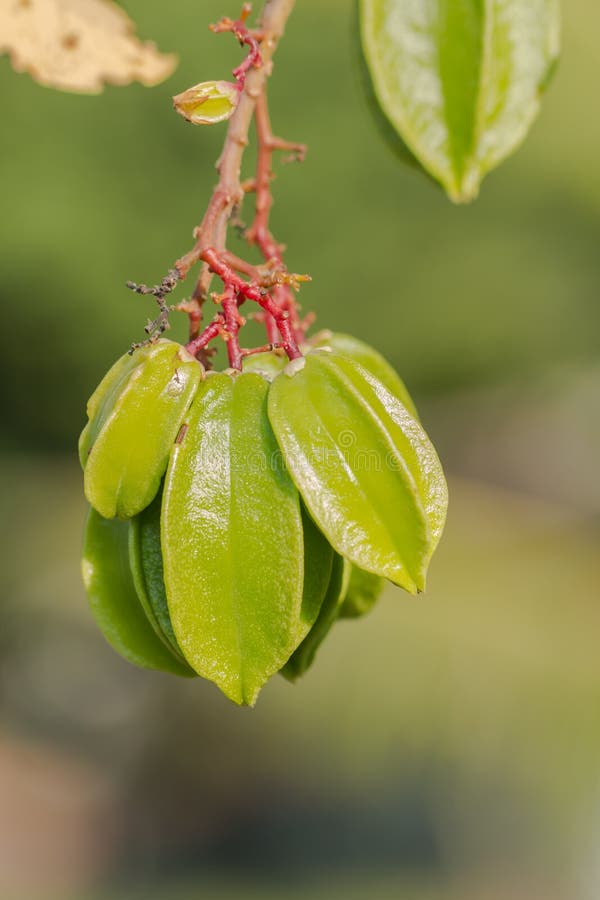 Green star apple stock image. Image of nutritious, star - 53892709