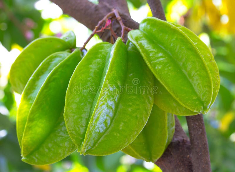 Green Star Apple on the Tree Stock Photo - Image of natural, delicious ...