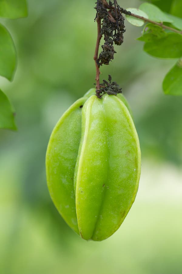 Green star fruit stock photo. Image of single, macro - 28756216