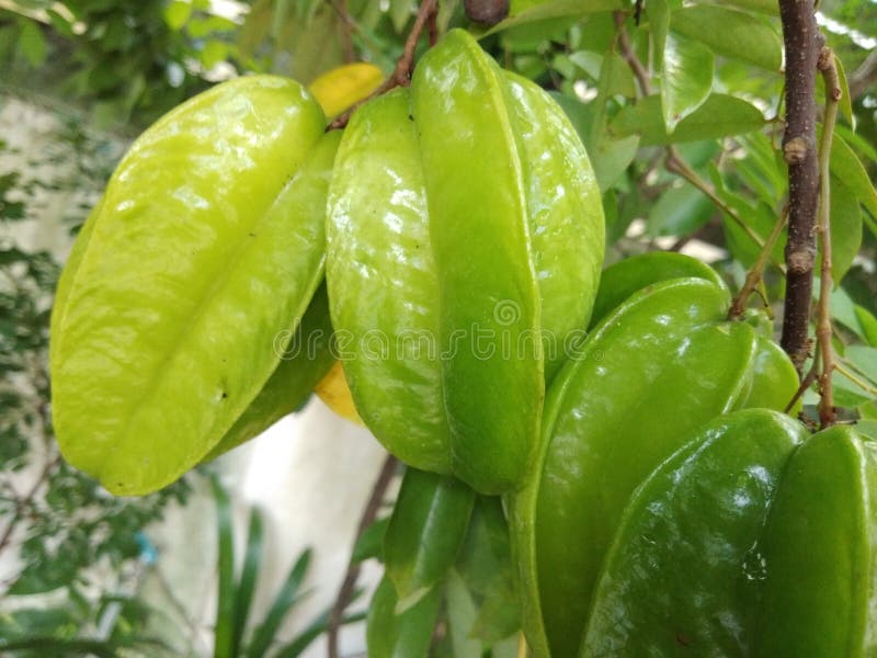 Green star Fruit stock image. Image of field, insect - 125383989