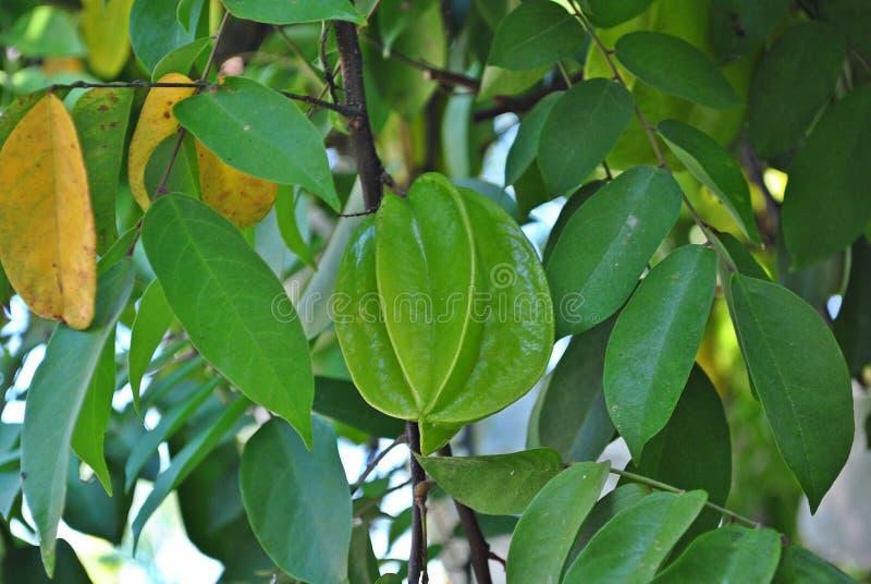 Green star fruit stock photo. Image of fruit, fresh, star - 71949422