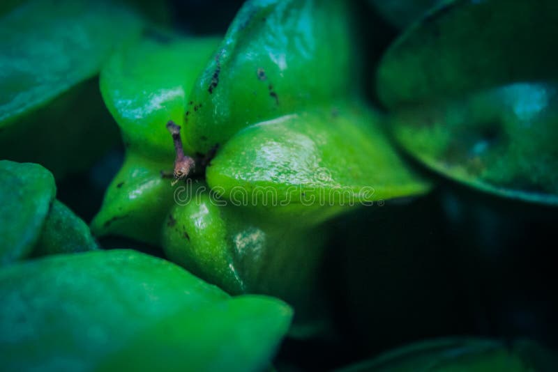Green star fruit stock photo. Image of organic, asian - 140998190