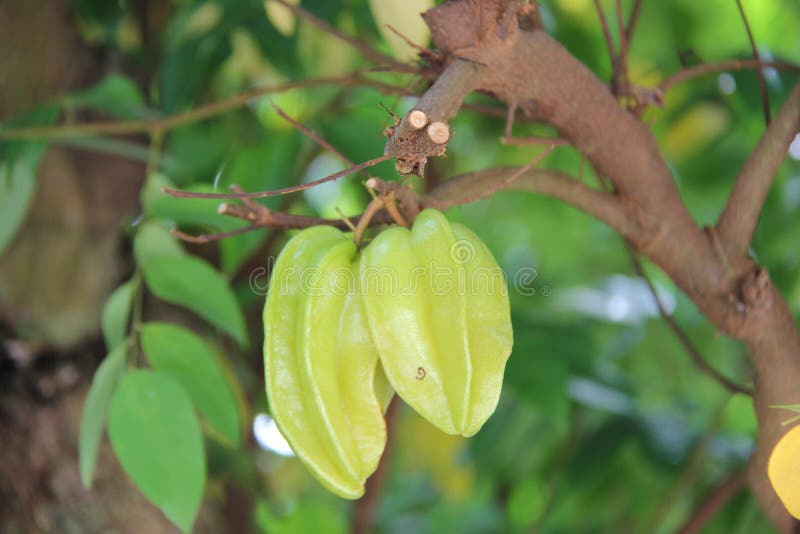 Green Star Fruit on the Tree Stock Photo - Image of fruit, nature ...