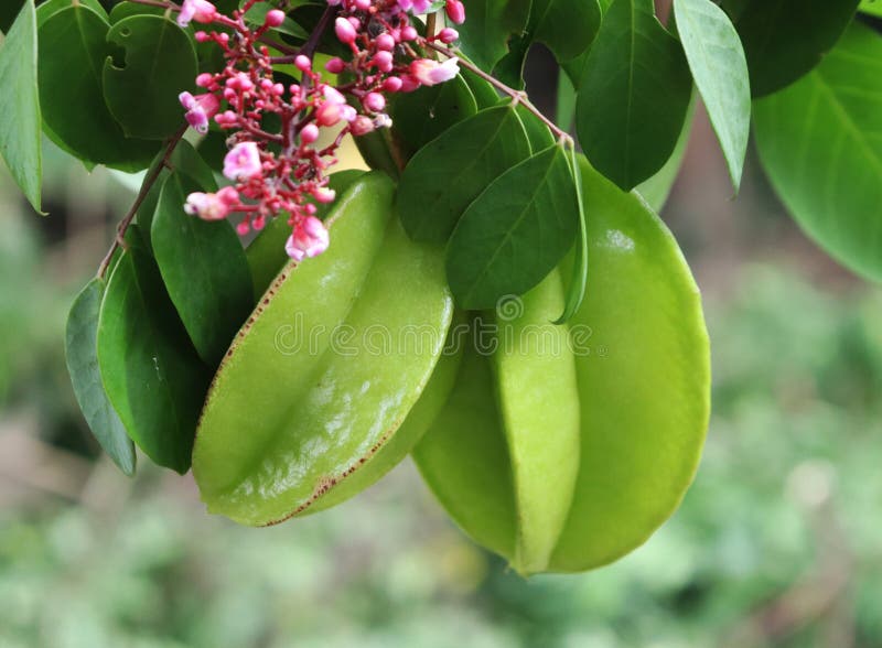 Green Star Fruit on the Tree. Averrhoa Carambola, Star Apple Stock ...