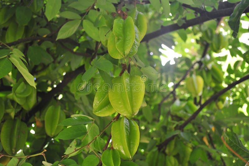 Green star Fruit tree stock photo. Image of leaf, plant - 118408866