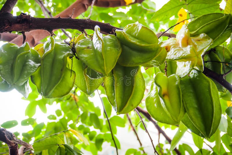 Green Star Fruits on the Trunk Stock Image - Image of exotic, garden ...