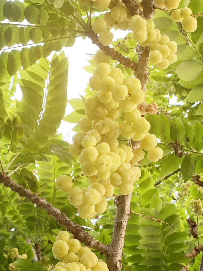 Green Star Gooseberry on Tree Stock Image - Image of ripe, garden ...