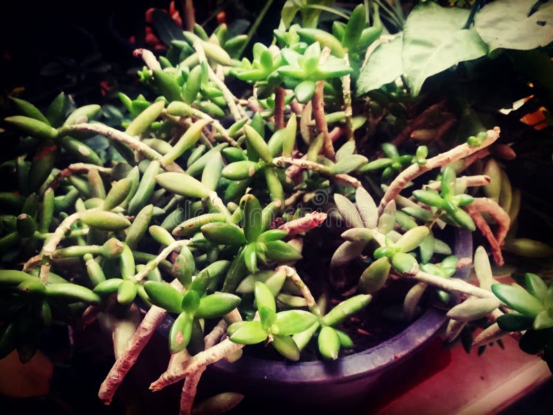 Star Plant in a Green Field Stock Image - Image of outside, star: 87875243