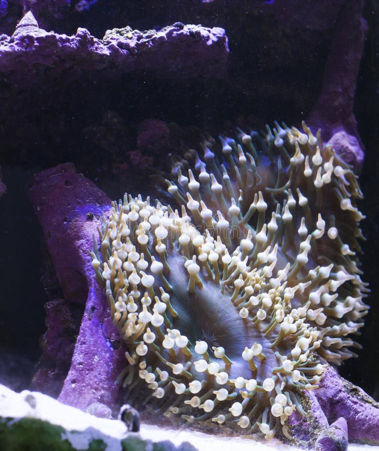 Green Star Polyp stock image. Image of biodiversity - 111148227