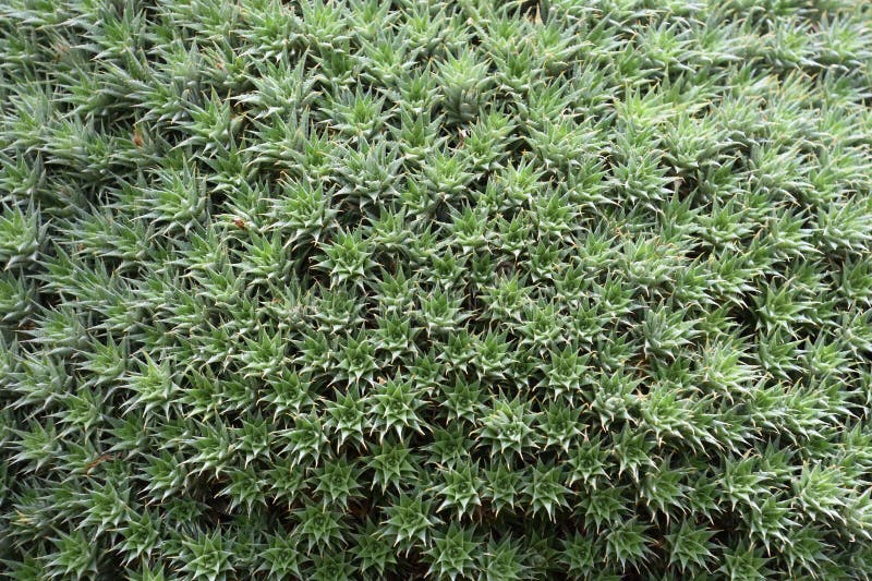 Green Star Shaped Pattern Succulents Densly Planted Stock Image - Image ...