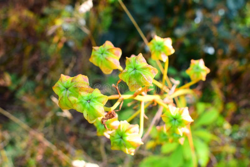 Star-shaped seed pod stock photo. Image of sunlight - 235594418