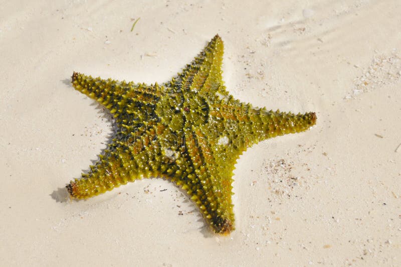 Green starfish stock photo. Image of destination, ocean - 10020804