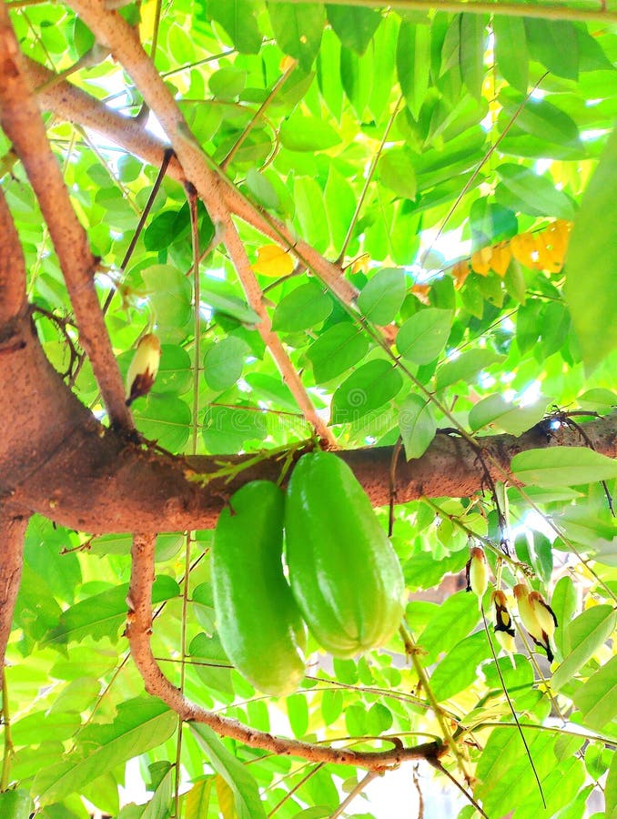 The Green Starfruit Grows on the Thick Branches and Lush Leaves. Stock ...