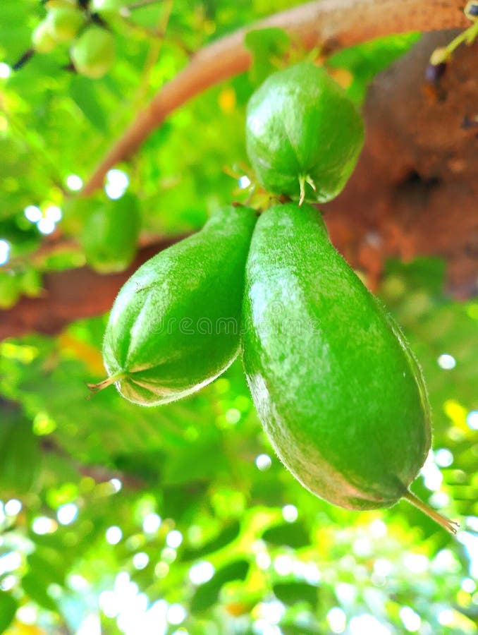 The Green Starfruit Has Different Sizes. Stock Image - Image of branch ...