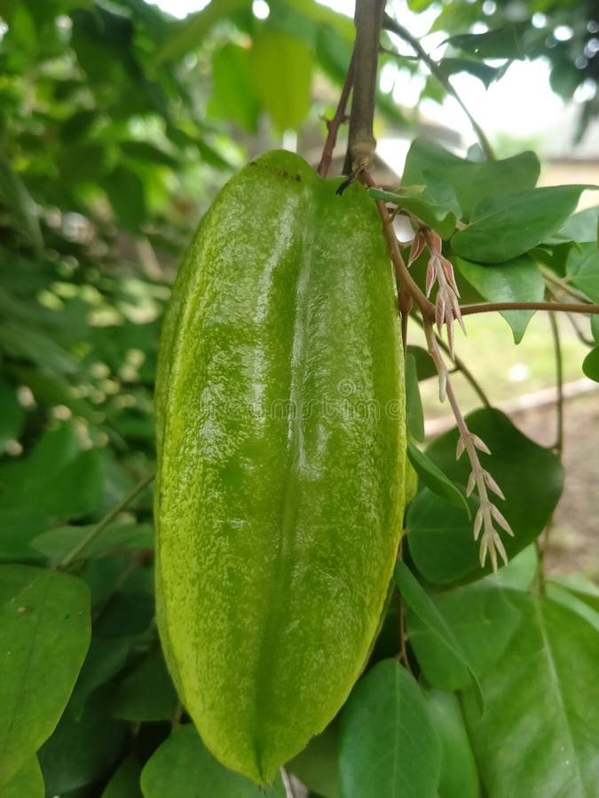 Green starfruit stock image. Image of food, produce - 360333705