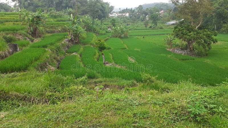 Green and Steeping Farming Field in Indonesia Stock Photo - Image of ...