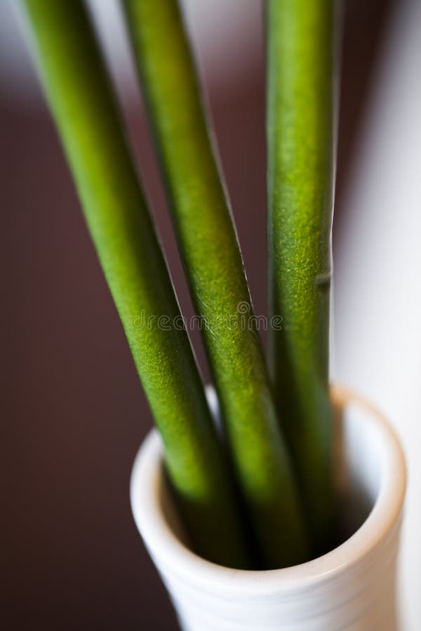 Green stem stock photo. Image of nature, leaves, spring - 23186070