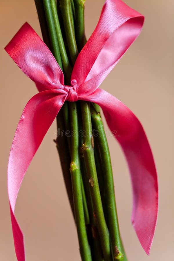 Green stem stock photo. Image of growing, sprout, nature - 24856816