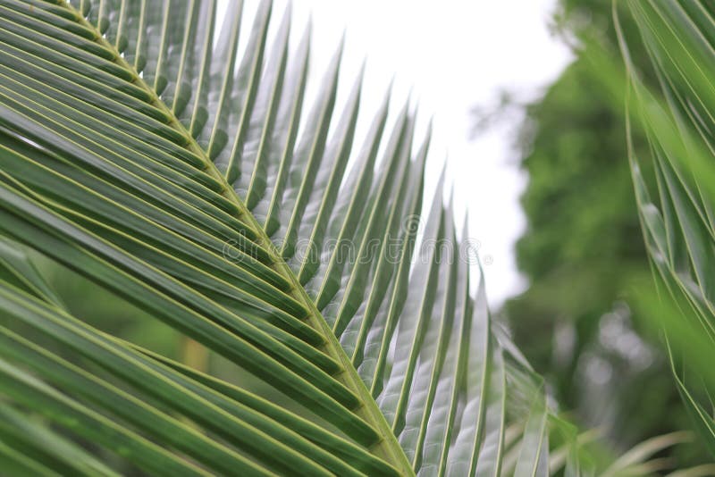 Green Stem and Coconut Leaf Background. Leaves of Coconut Trees Stock ...