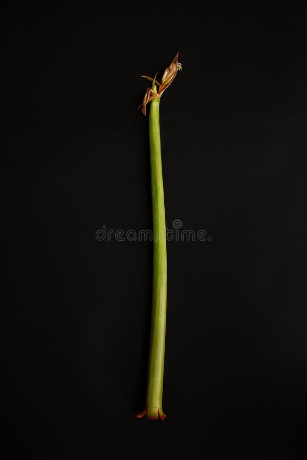 Green Stem of a Flower on Dark Stock Photo - Image of botany, floral ...