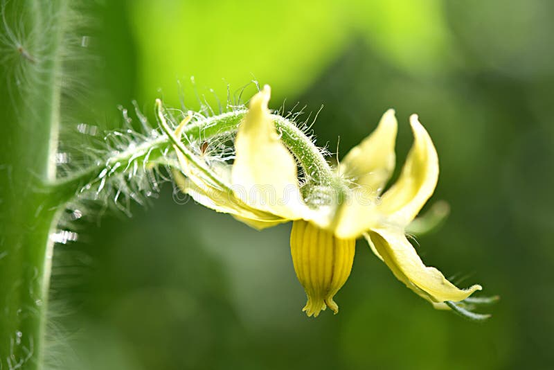 Green Backgrounden Stock Photos - Free & Royalty-Free Stock Photos from ...