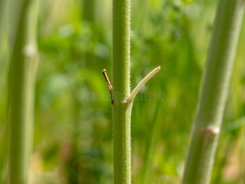 Green Stem of a Herbaceous Plant Stock Image - Image of fresh, meadow ...