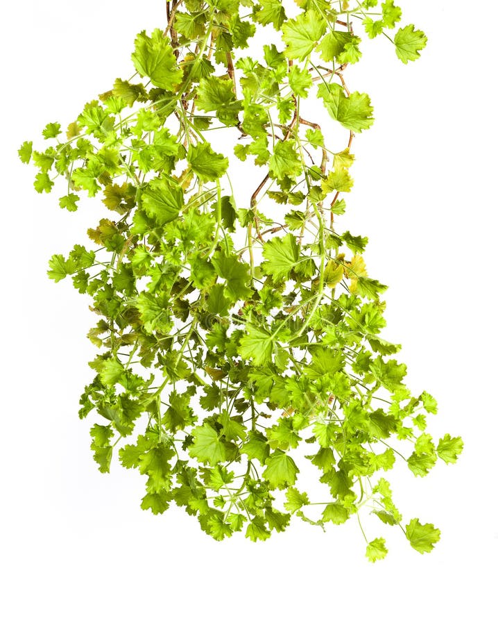 Green Stem and Leaves Close Up Isolated on White Background Stock Image ...