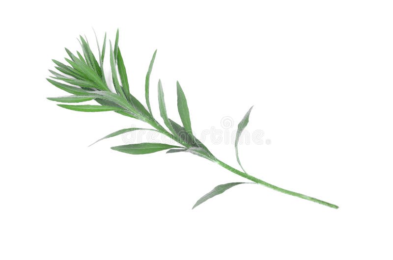 Plant stem. stock image. Image of stick, decorative - 120797357