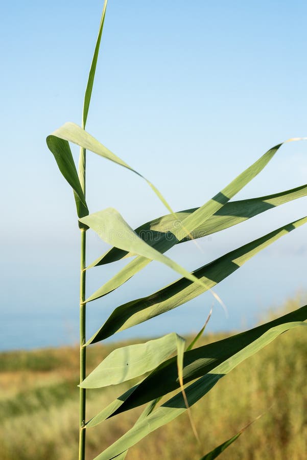 Green Stem of Reed with Leaves. Reed Grows Against the Backdrop of the ...