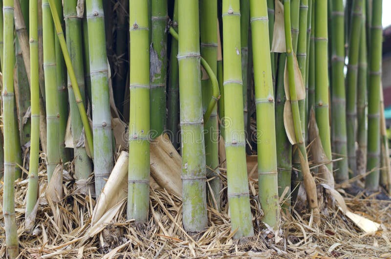 The Green Stems of Bamboo Trees that Occur in Groups Stock Photo ...