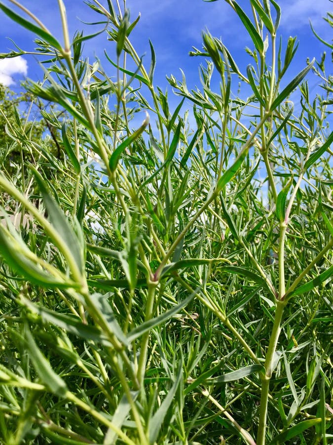 Green stems stock photo. Image of detailed, glassy, colors - 93738364