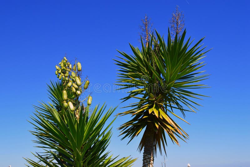 Green stems of palm trees stock image. Image of horticulture - 70667103