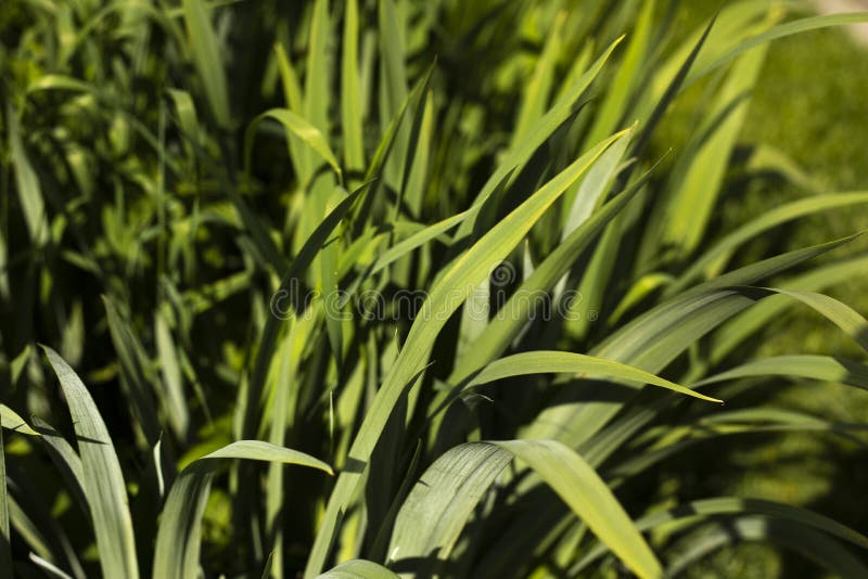 Green Stems of Plant. Garden Plant without Flowers Stock Photo - Image ...