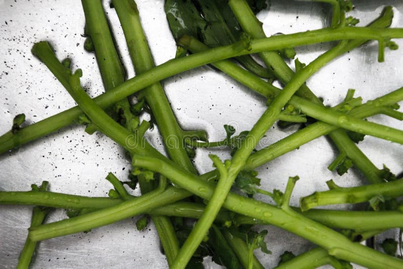 Green stems of spinach stock photo. Image of plucked - 102366562