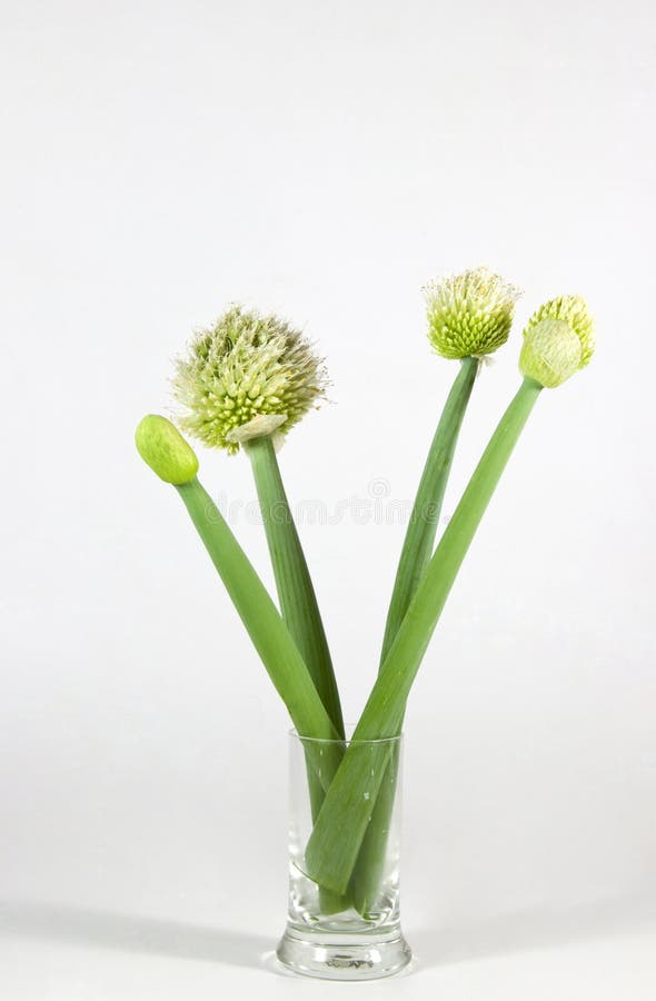 Green Stems and White Flowers of the Scallion Plant Stock Image - Image ...
